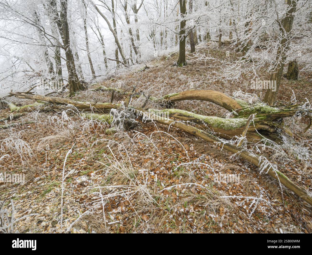 Beech woodland (Fagus sylvatica), and grasses covered in hoarfrost in ...