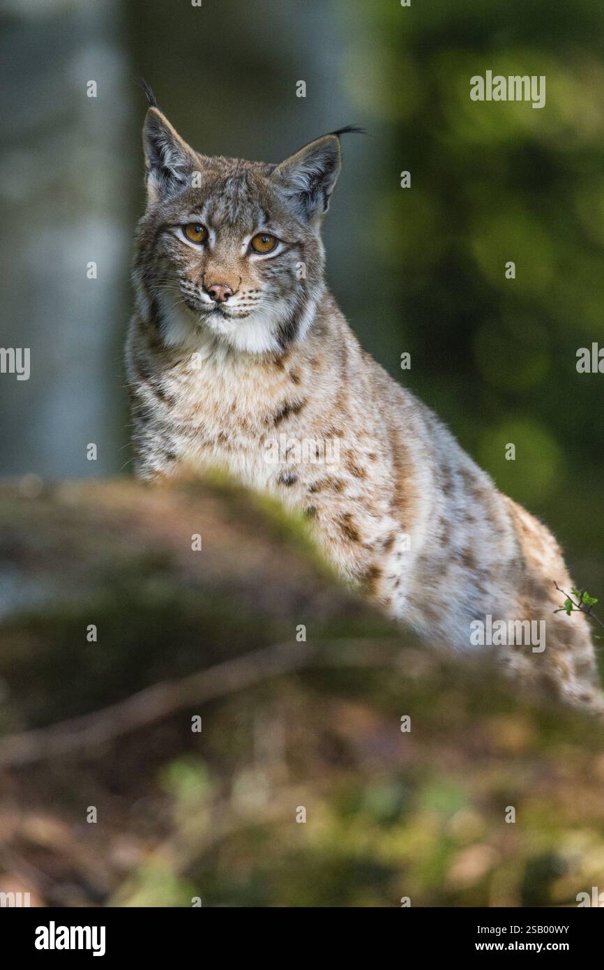 National park the bavarian forest animal open area hi-res stock ...