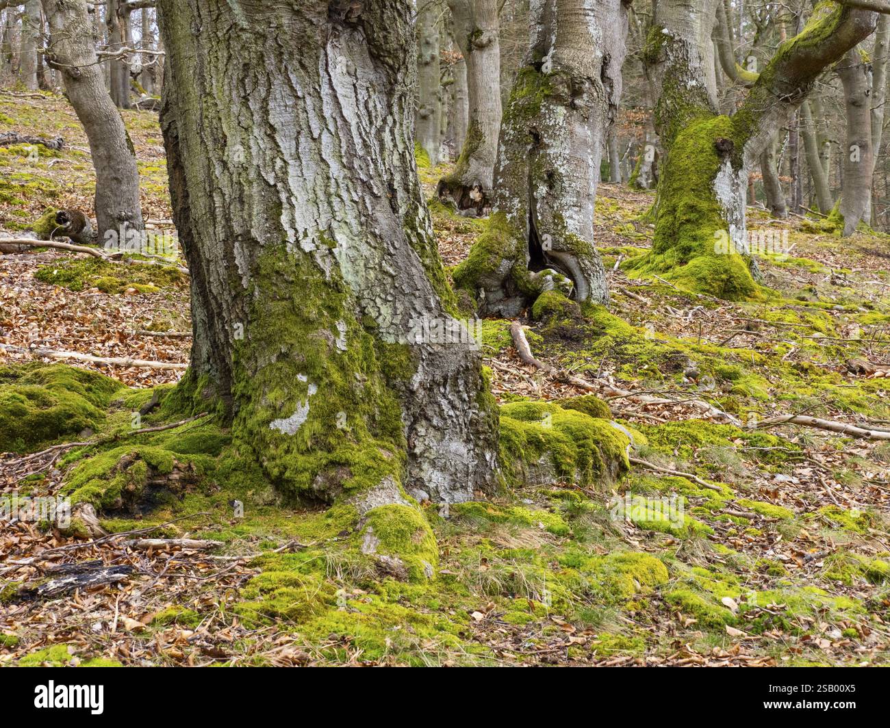 Beech Trees (Fagus sylvatica), stems of old trees, covered in moss, in ...