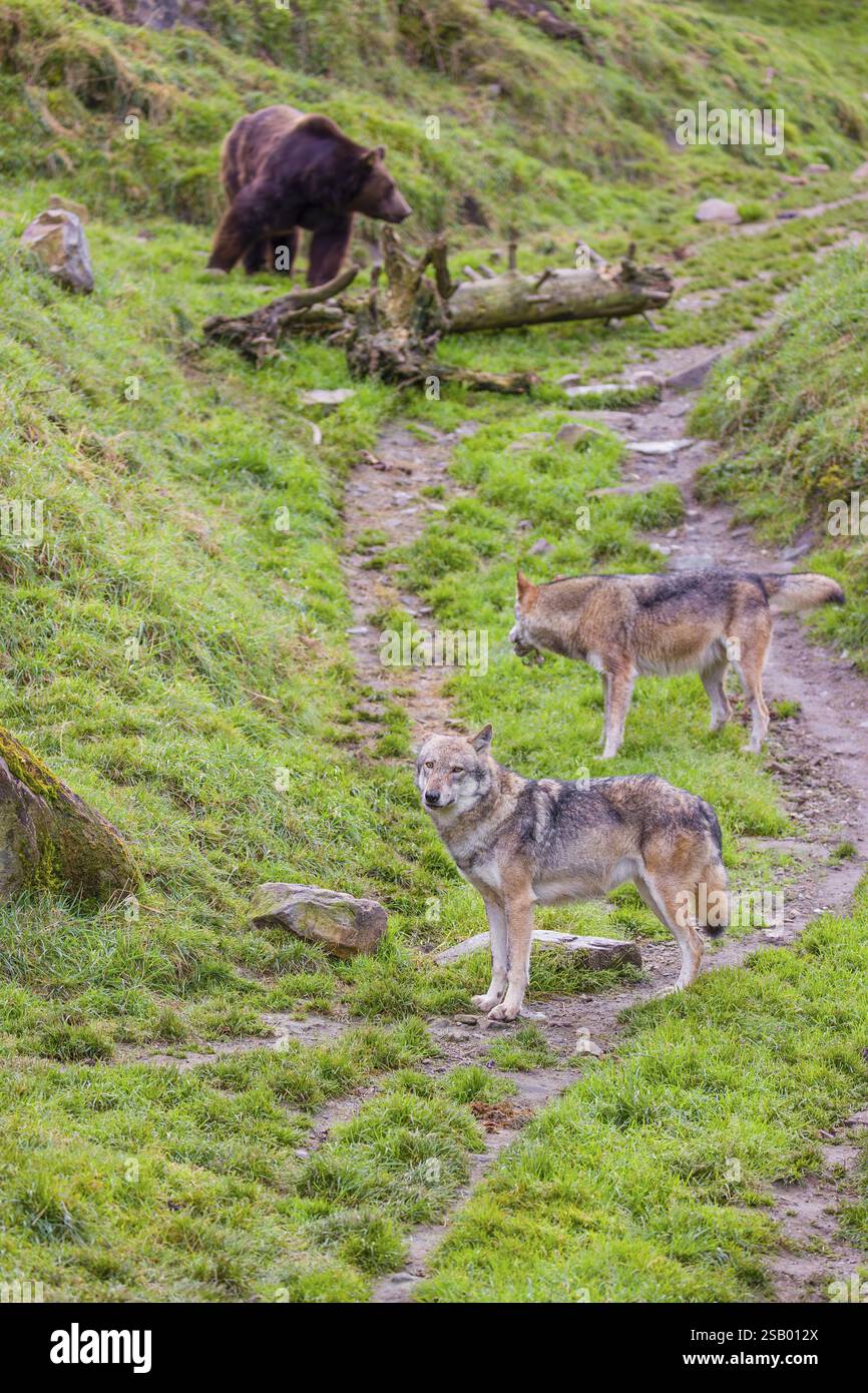 Two Eurasian grey wolves (Canis lupus lupus) cross the path of a ...
