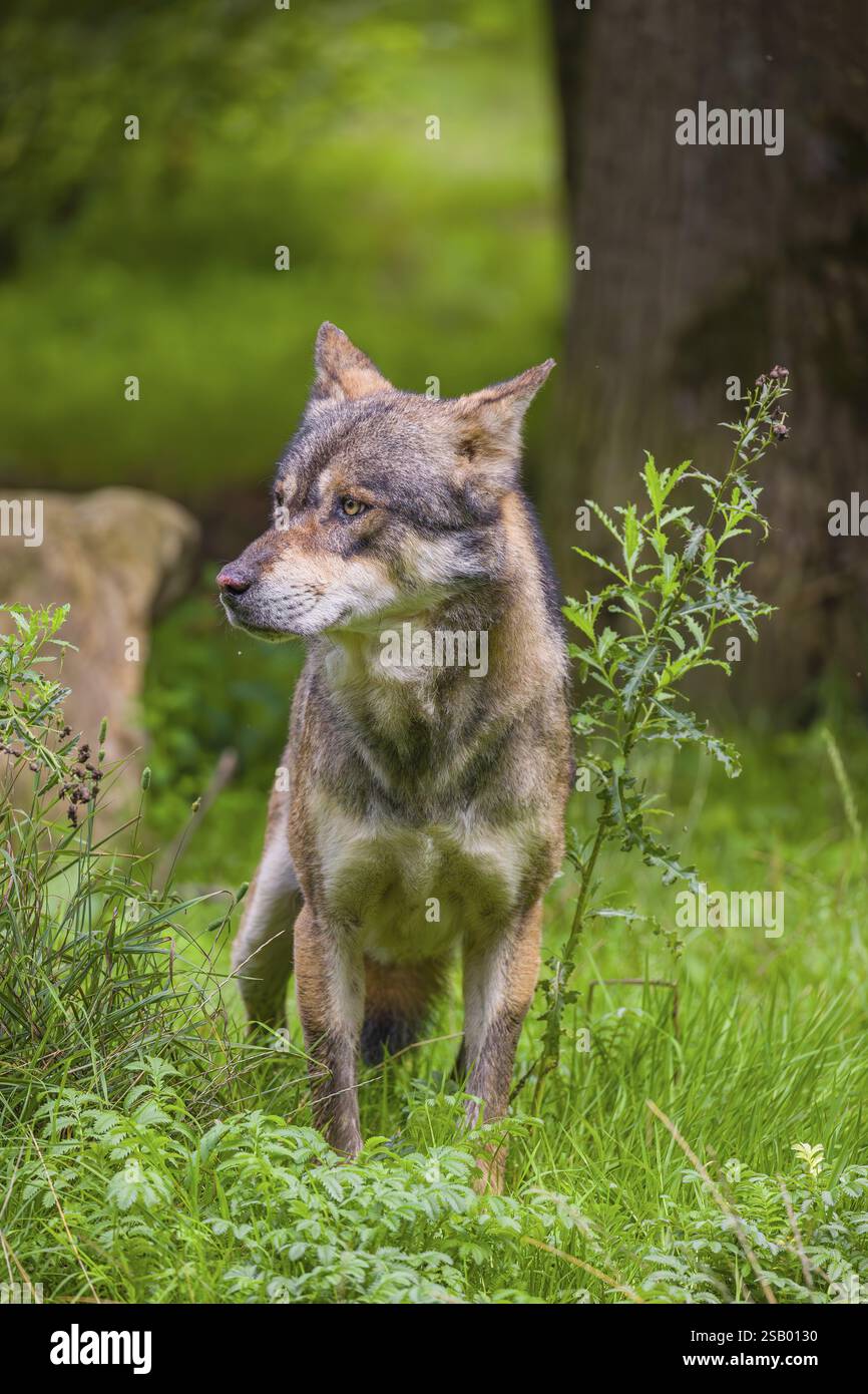 An adult male eurasian gray wolf (Canis lupus lupus) stands at the edge ...