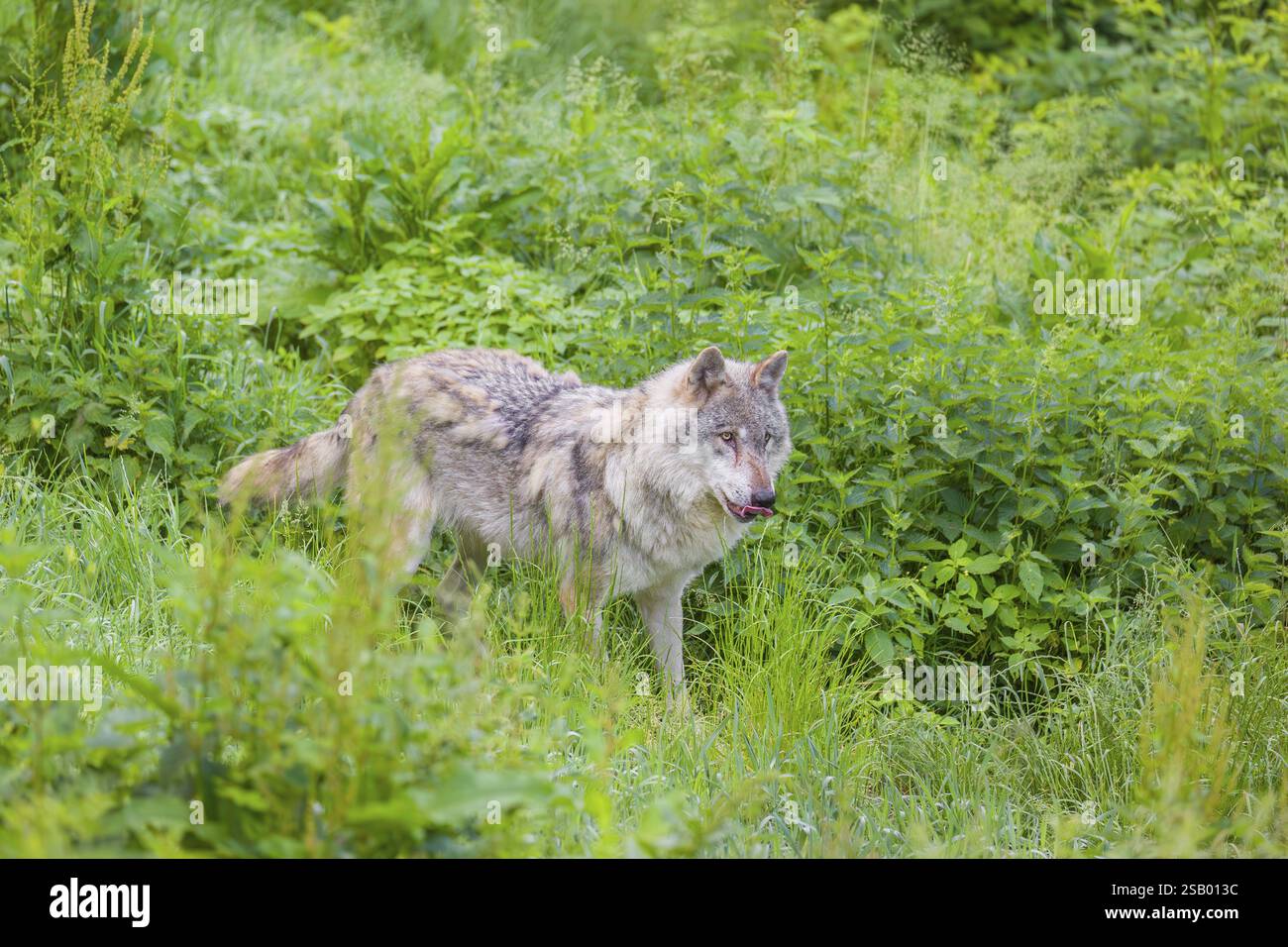 An adult male gray wolf (Canis lupus lupus) runs across a green meadow ...