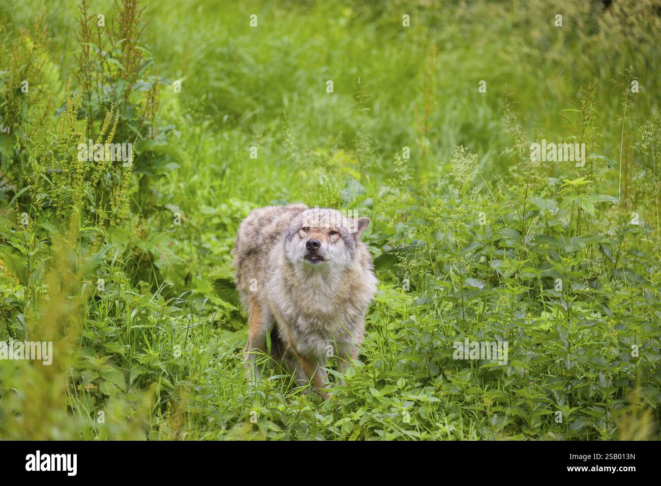 A submissive eurasian gray wolf (Canis lupus lupus) anxiously watches ...