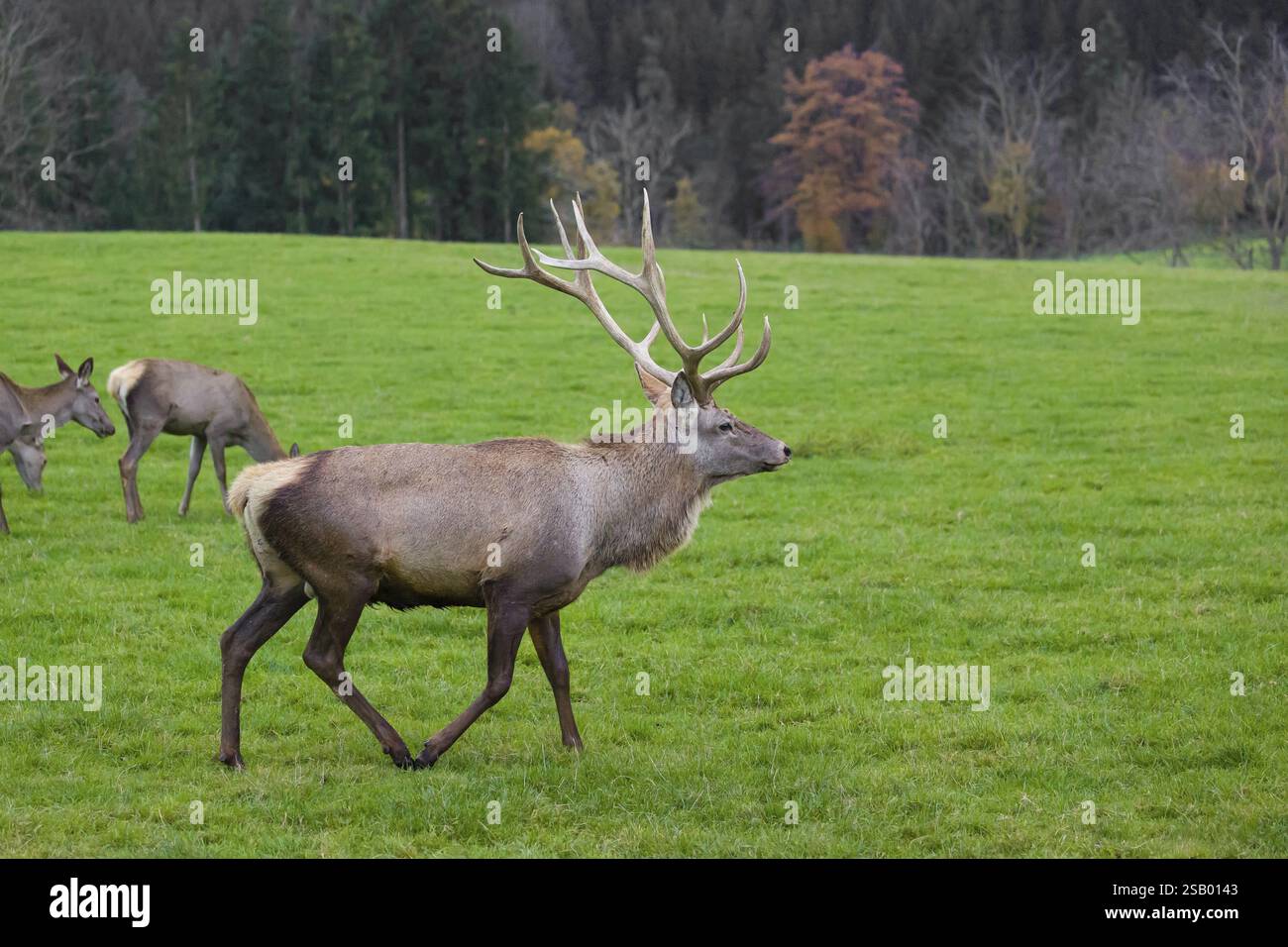 An Altai maral stag, Altai wapiti or Altai elk (Cervus canadensis ...