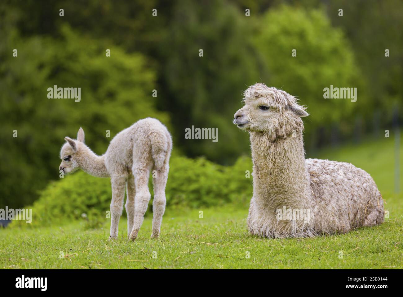 One white female Alpaca (Vicugna pacos) lies a on a fresh green meadow ...