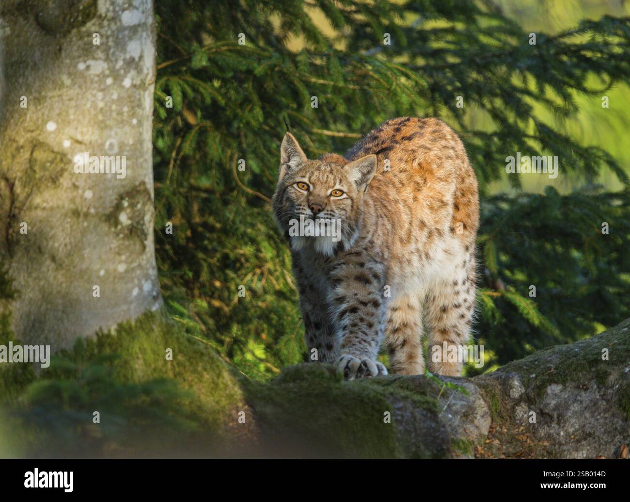 Eurasian Lynx or Northern Lynx (Lynx lynx), adult animal stretching ...