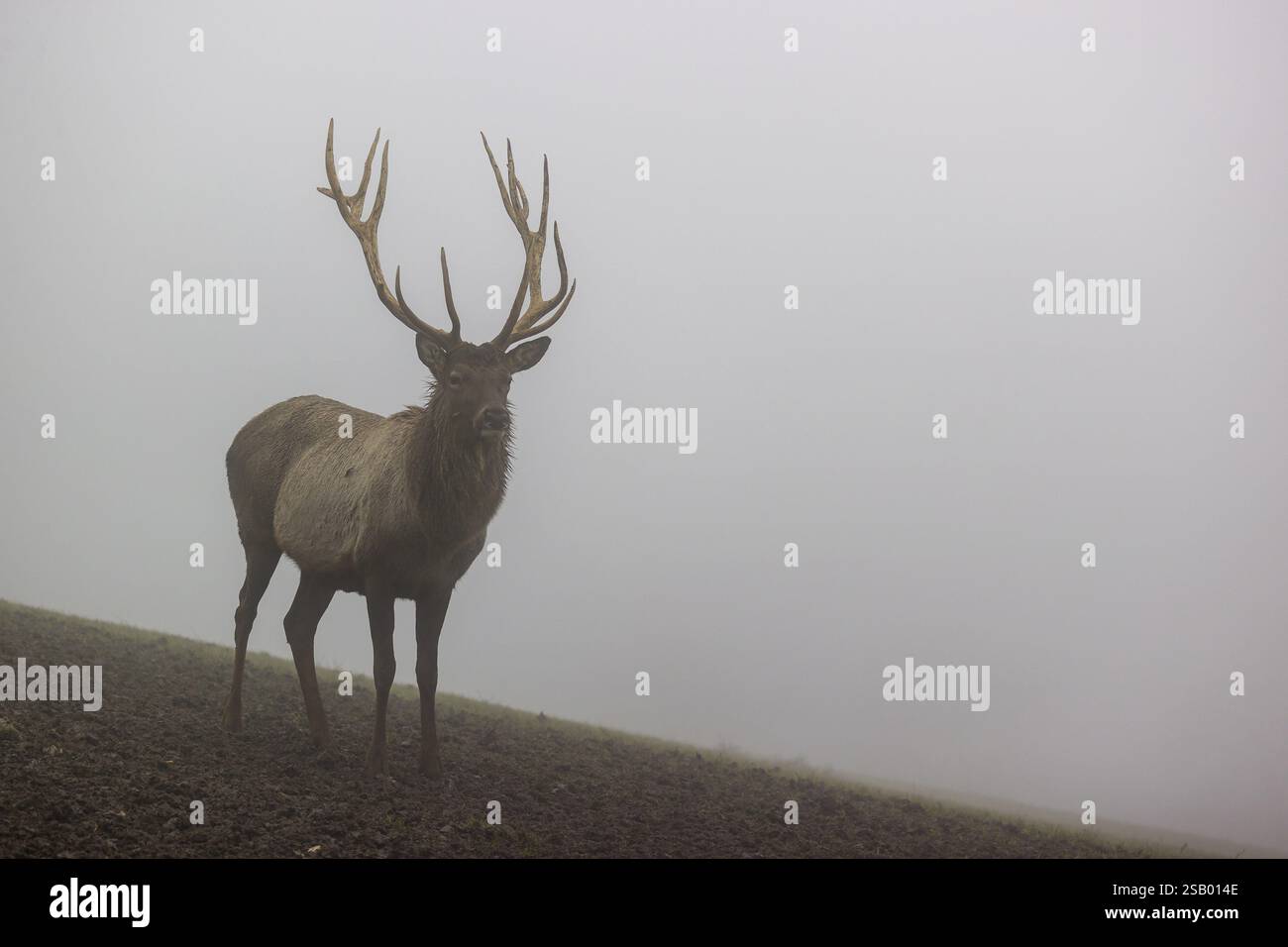 An Altai maral stag, Altai wapiti or Altai elk (Cervus canadensis ...