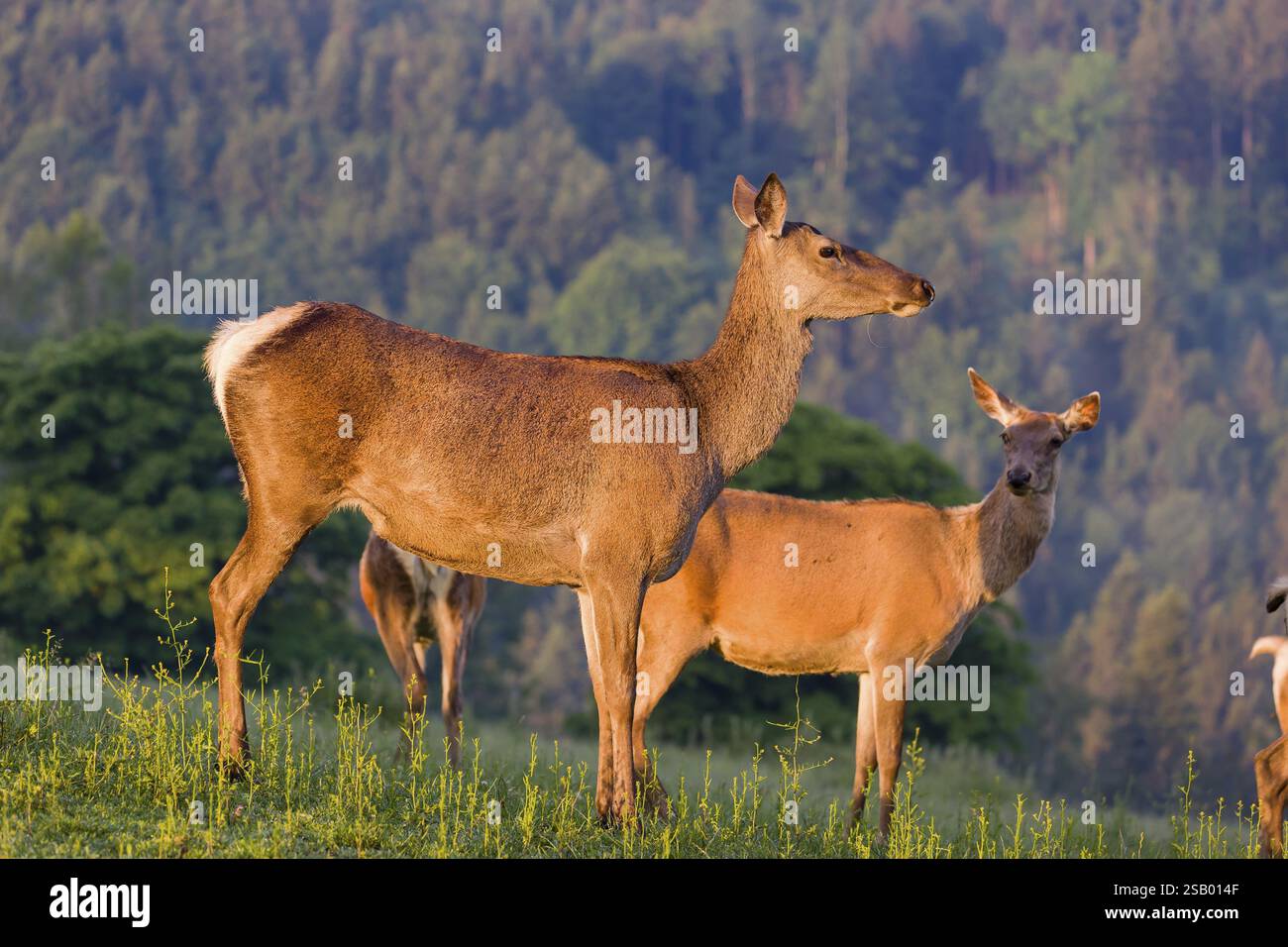 A group of female Altai maral, Altai wapiti or Altai elk (Cervus ...