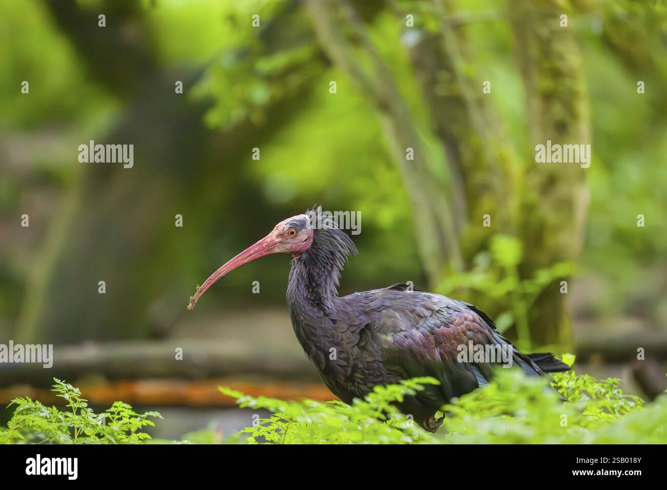 A Northern Bald Ibis, Hermit Ibis, Geronticus eremita, stands in green ...