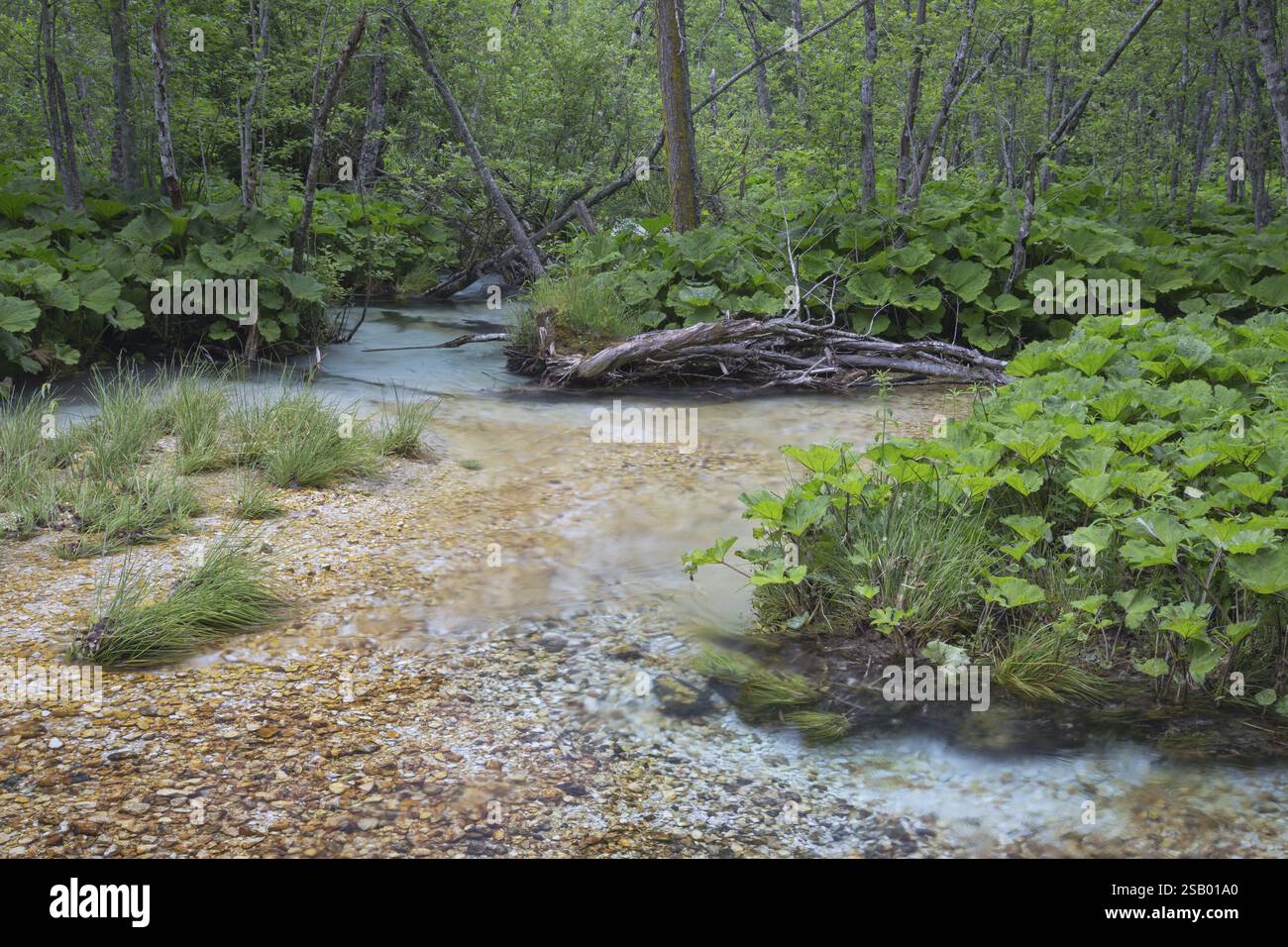One of the creeks that feed Lake Almsee. Green plants growing alongside ...