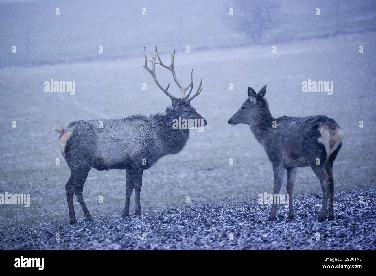 One Altai maral stag and a female, Altai wapiti or Altai elk (Cervus ...