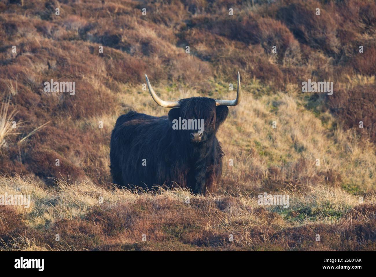 Highland Cow (Bovus sp), adult male or bull, standing in heathland ...