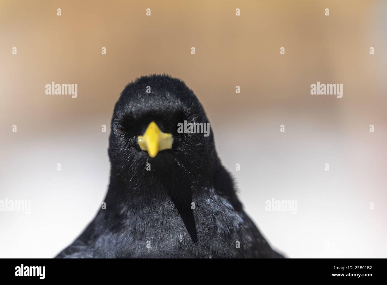 Portrait of an Alpine chough or yellow-billed chough (Pyrrhocorax ...