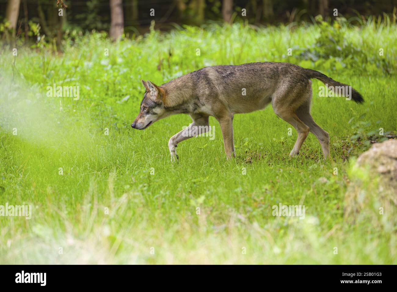 An adult male Eurasian gray wolf (Canis lupus lupus) runs through a ...