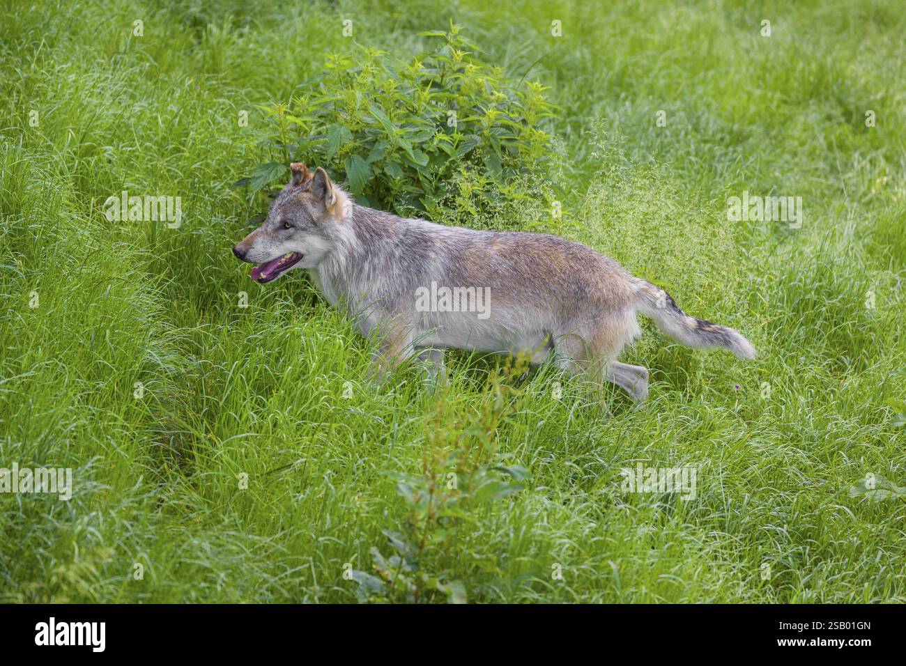 An adult male gray wolf (Canis lupus lupus) runs across a green meadow ...