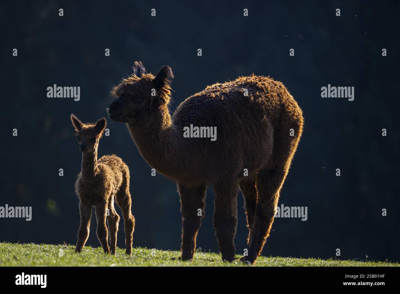 A Brown female Alpaca (Vicugna pacos) with her newborn baby standing ...
