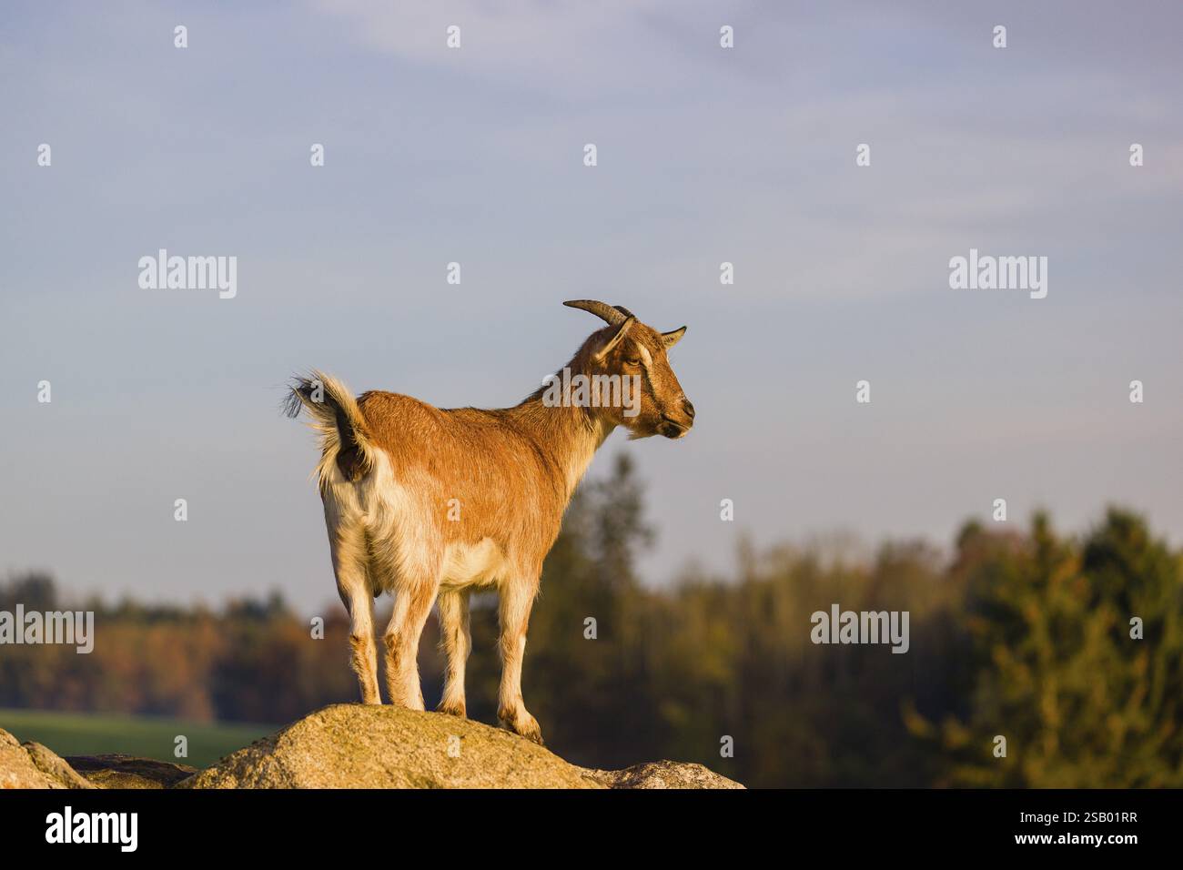 An African Pygmy goat Capra aegagrus hircus) stands on top of a rock ...