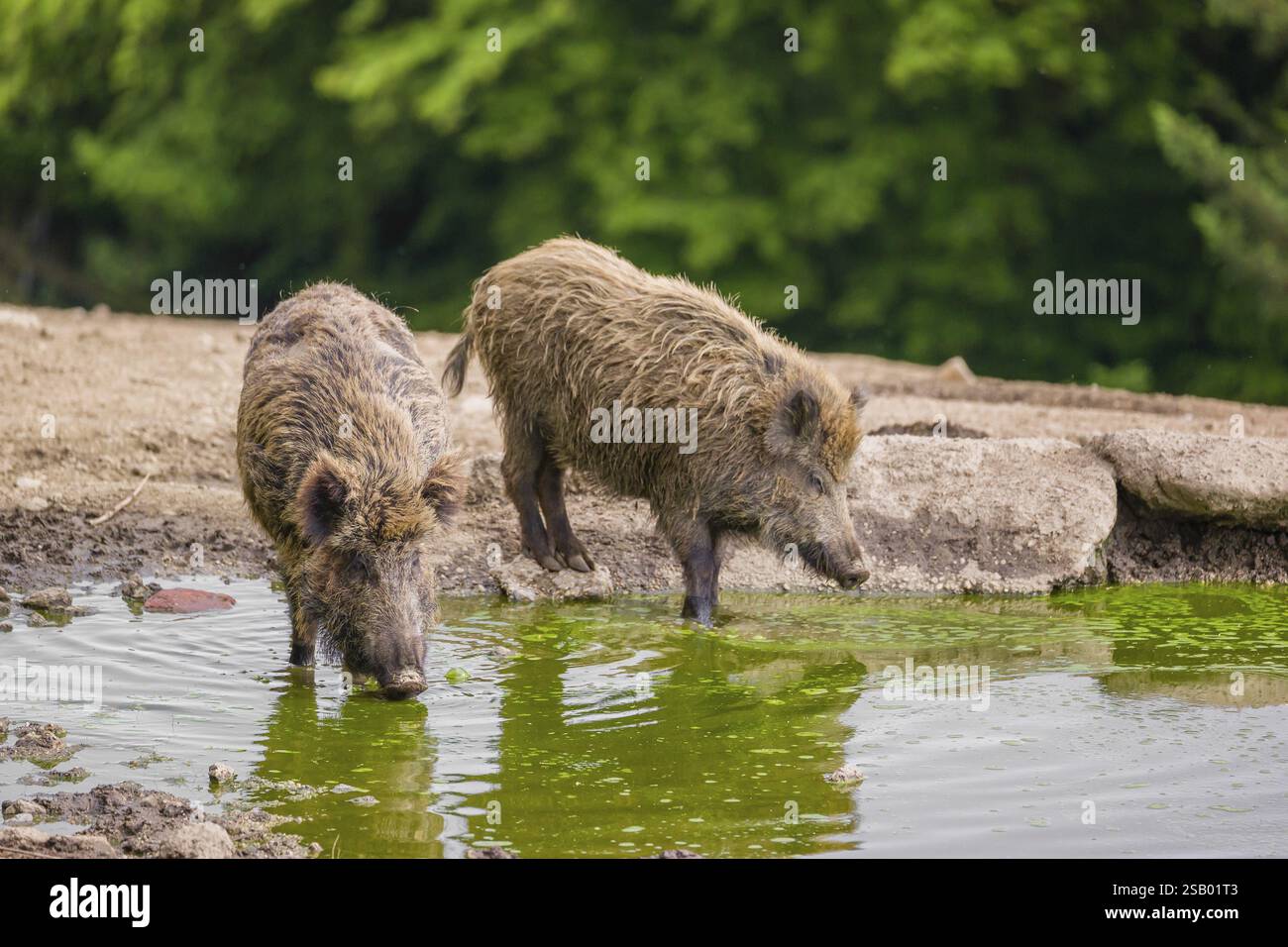 Two wild boar or wild pig (Splayus scrofa) drink water from a small ...