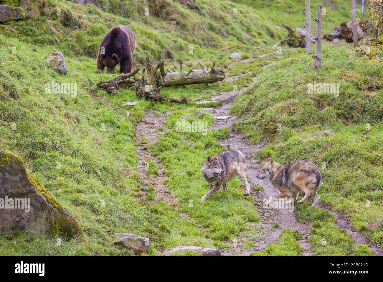 Two Eurasian grey wolves (Canis lupus lupus) cross the path of a ...