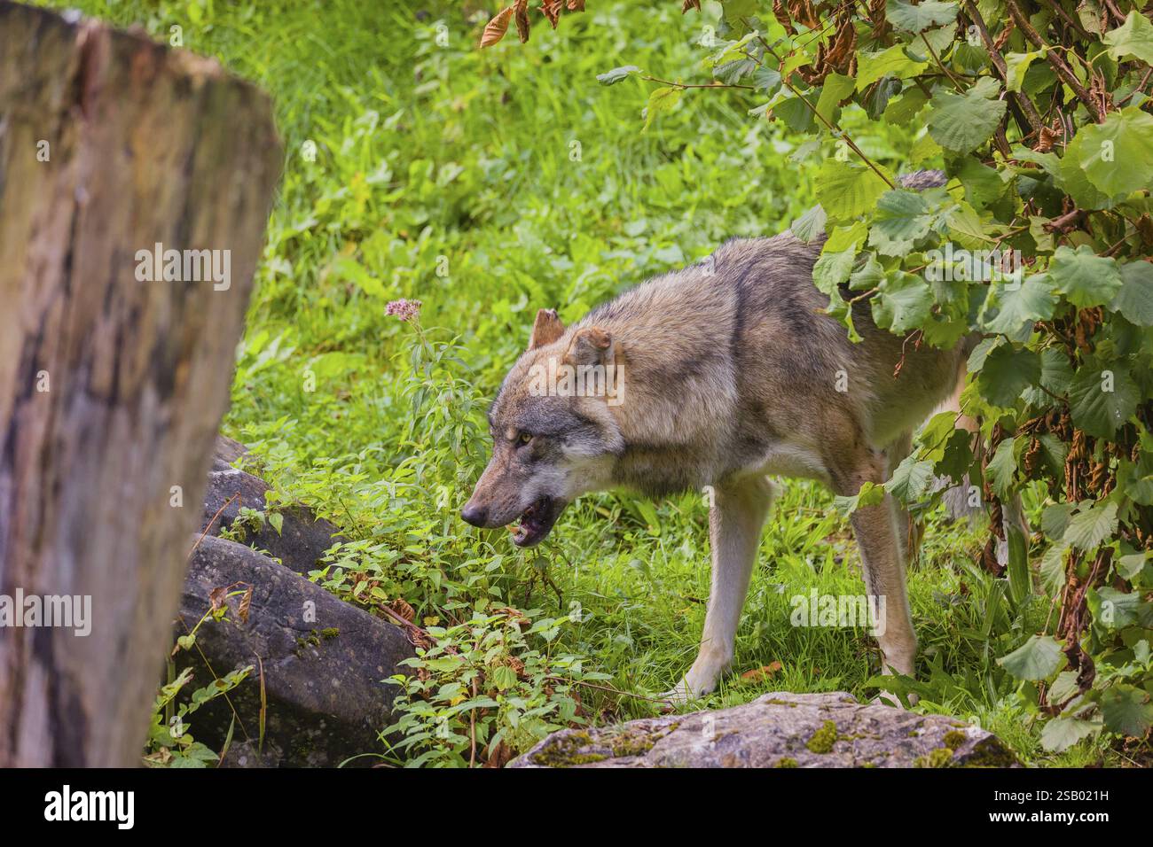 A eurasian gray wolf (Canis lupus lupus) stands on hilly terrain ...