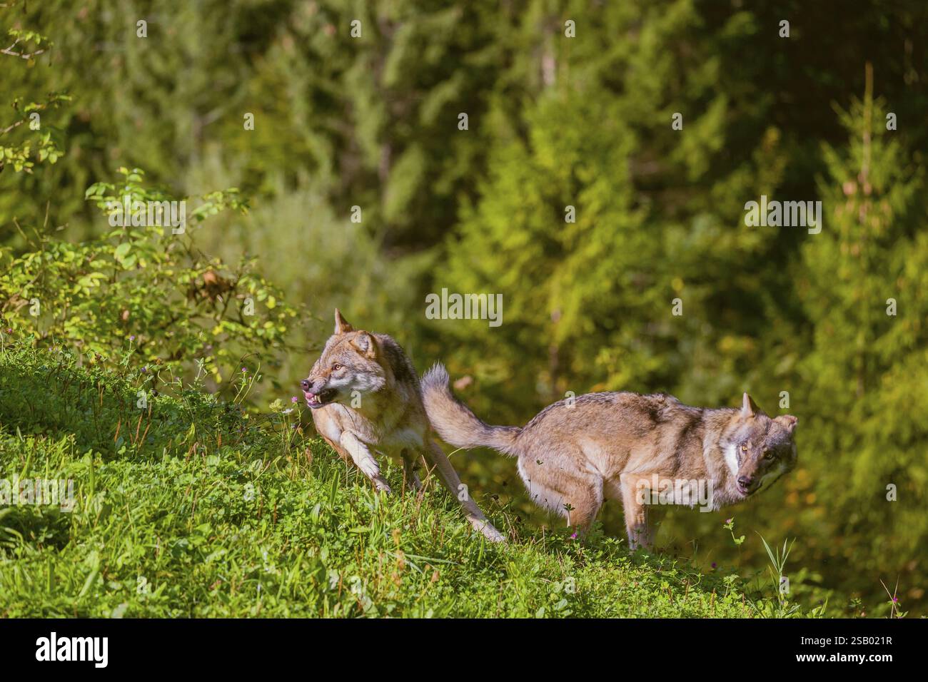 Three eurasian gray wolves (Canis lupus lupus) play with each other on ...