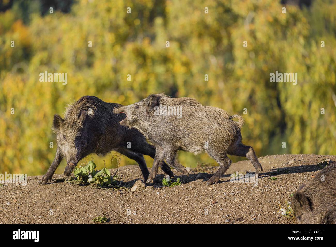 Two wild boars or wild pigs (Sus scrofa) fight in a clearing on hilly ...