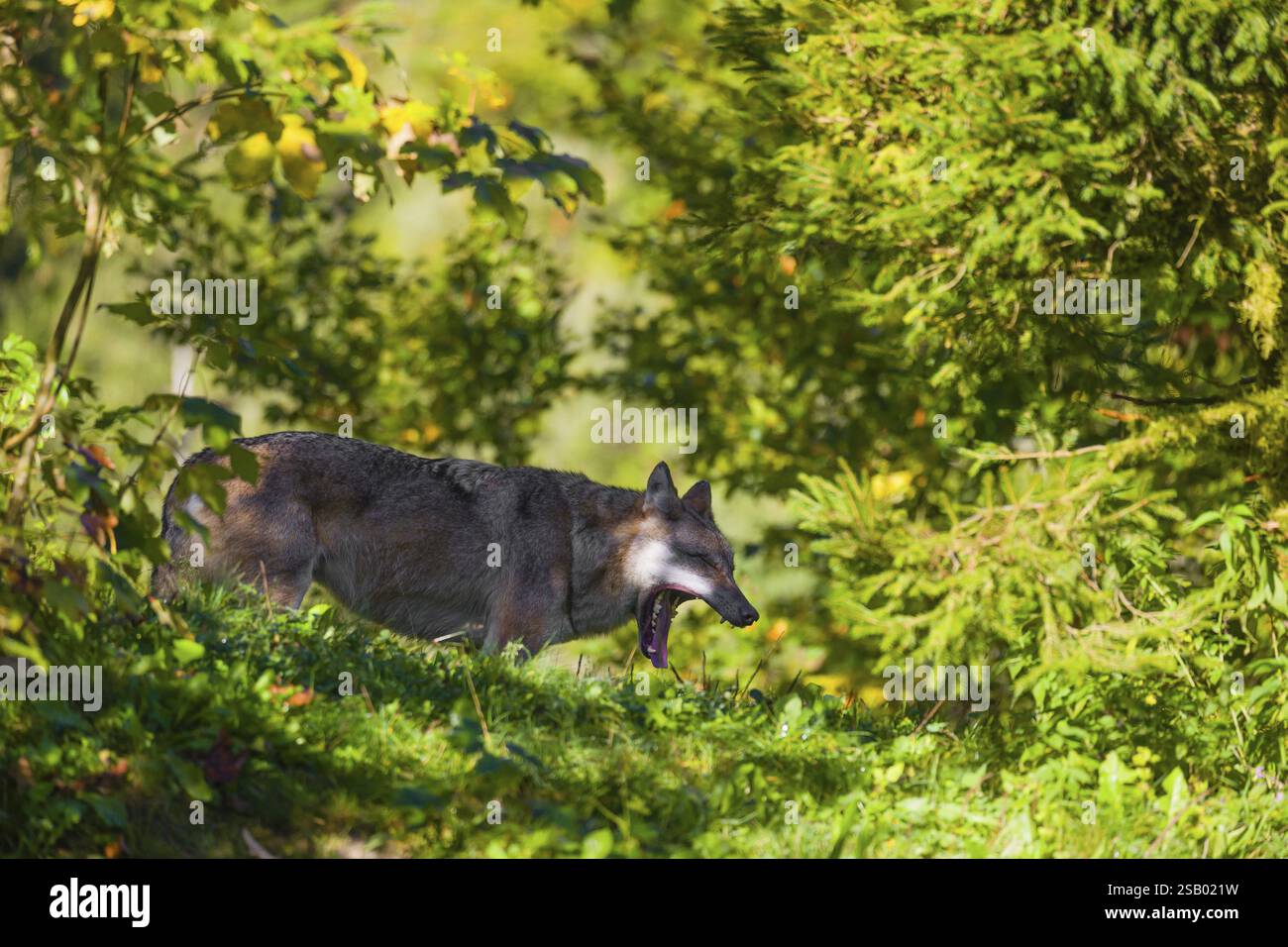 A eurasian gray wolf (Canis lupus lupus) stands on a hill between trees ...