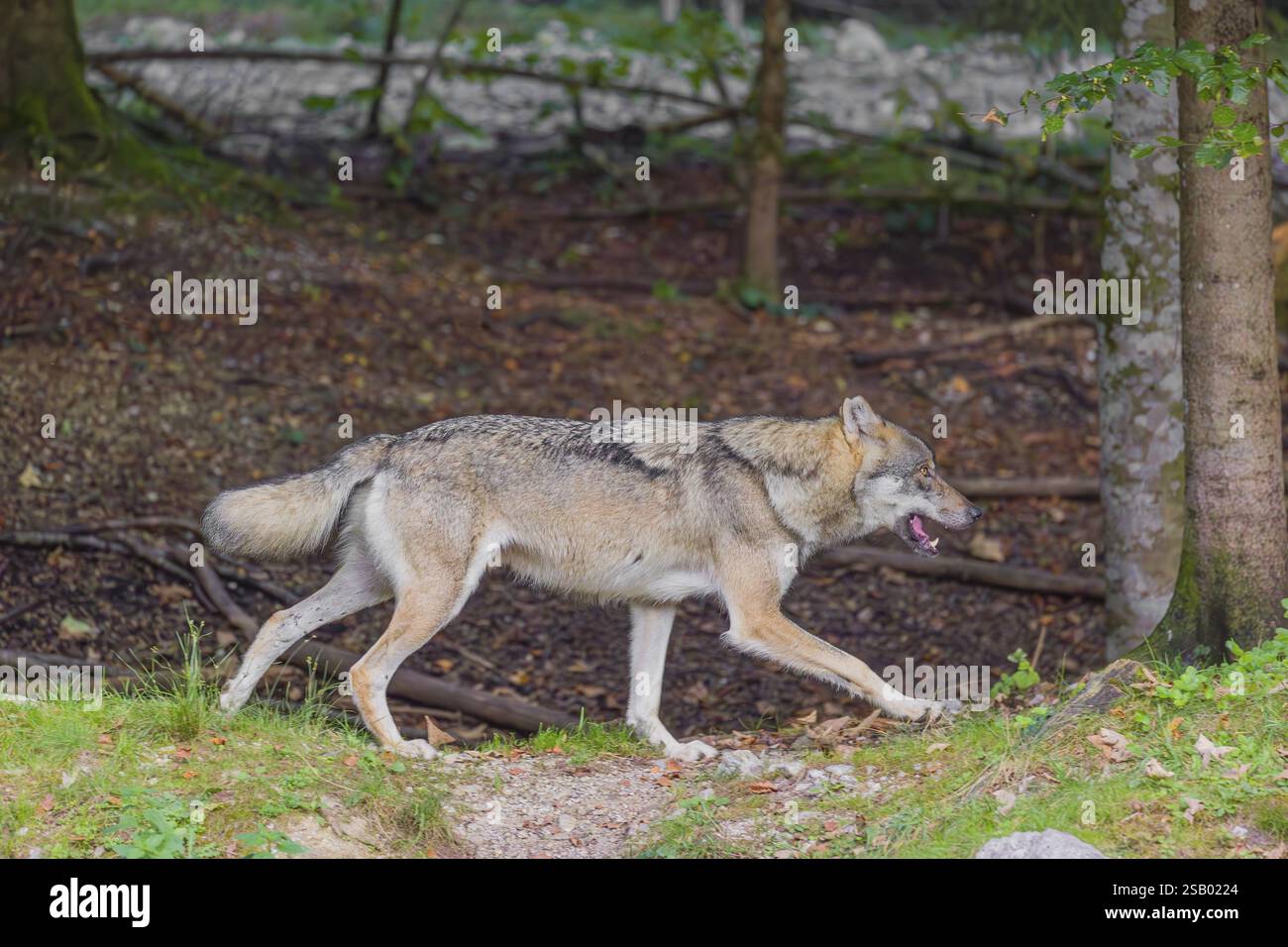 A eurasian gray wolf (Canis lupus lupus) runs along a forest edge Stock ...