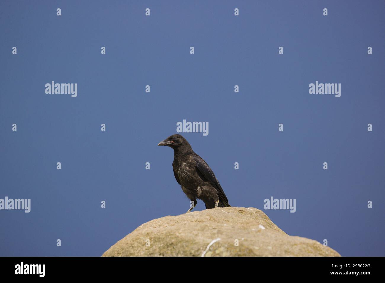 One young carrion crow (Corvus corone) sits on a rock. A clear blue sky ...