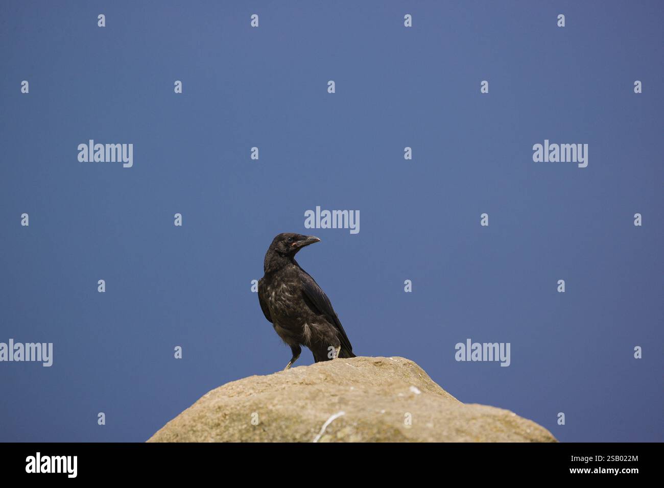 One young carrion crow (Corvus corone) sits on a rock. A clear blue sky ...