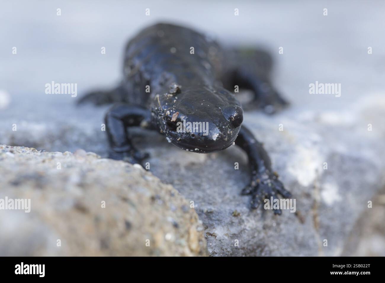 Salamandra atra, alpine salamander, sitting on rock, 2400 meters sea ...