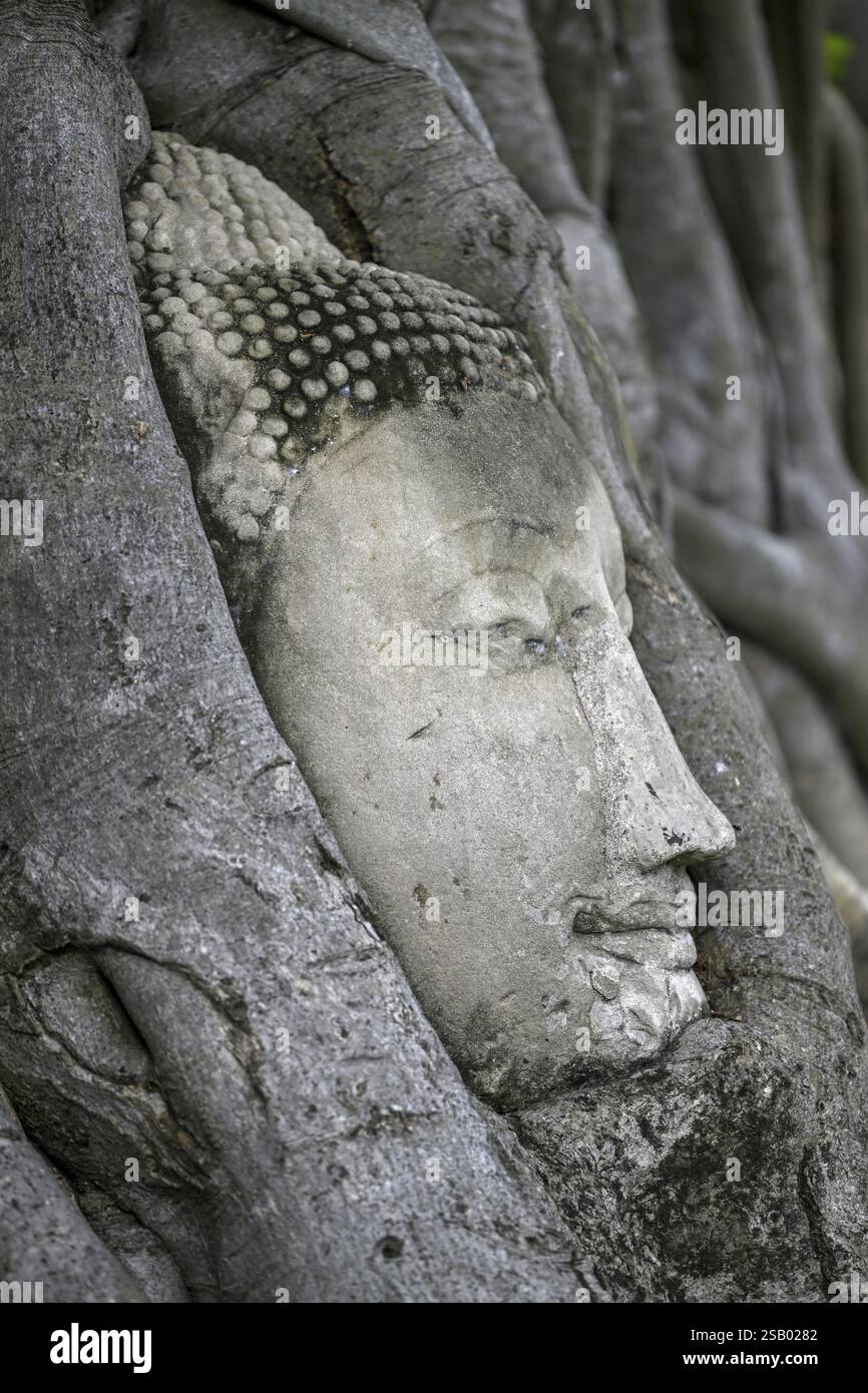 Sandstone Buddha head at the foot of a Bodhi tree in Wat Mahathat ...