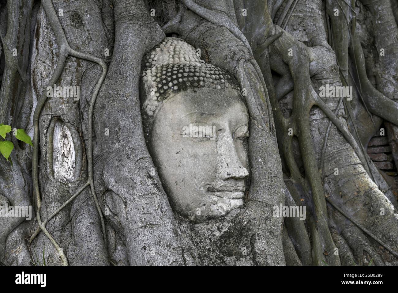 Sandstone Buddha head at the foot of a Bodhi tree in Wat Mahathat ...