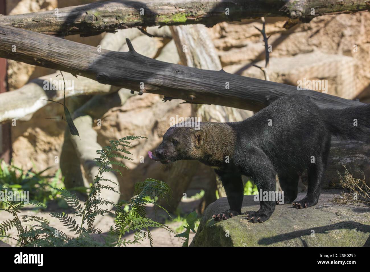 A Tayra (Eira barbara) runs on branches of a fallen tree Stock Photo ...
