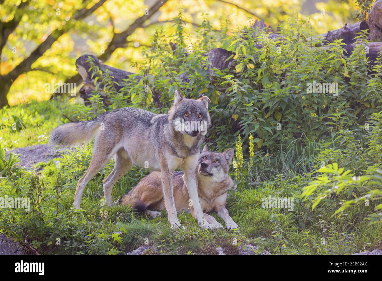 Two eurasian gray wolves (Canis lupus lupus) on a small hill between ...