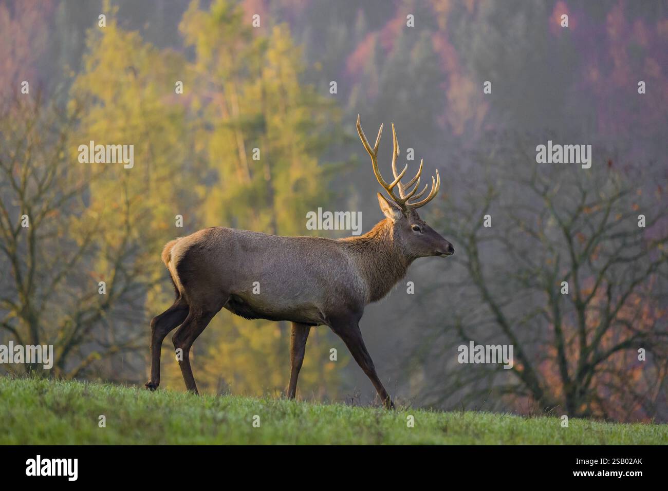 An Altai maral stag, Altai wapiti or Altai elk (Cervus canadensis ...