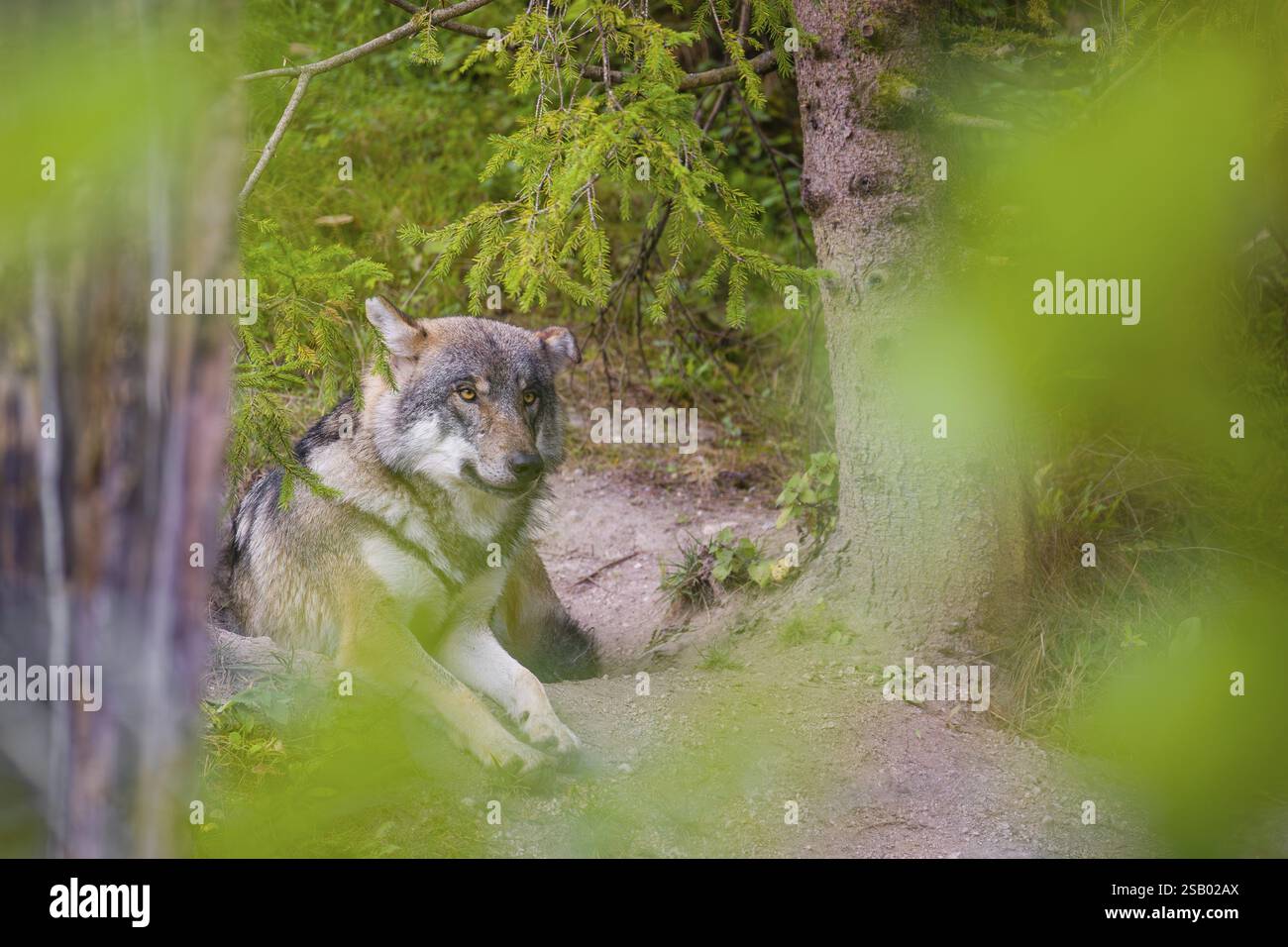 A eurasian gray wolf (Canis lupus lupus) rests under a spruce tree ...
