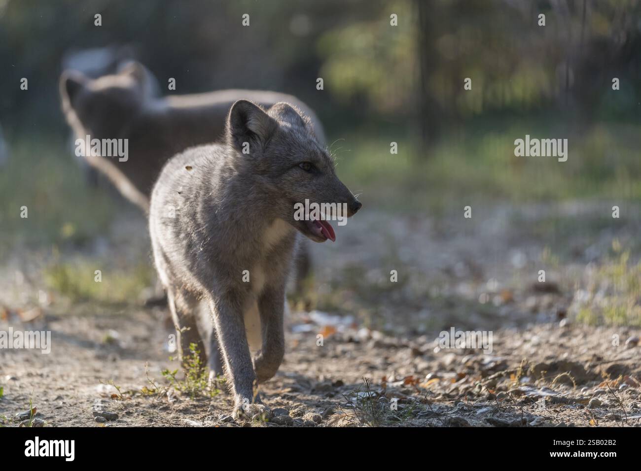 One young arctic fox (Vulpes lagopus), (white fox, polar fox, or snow ...