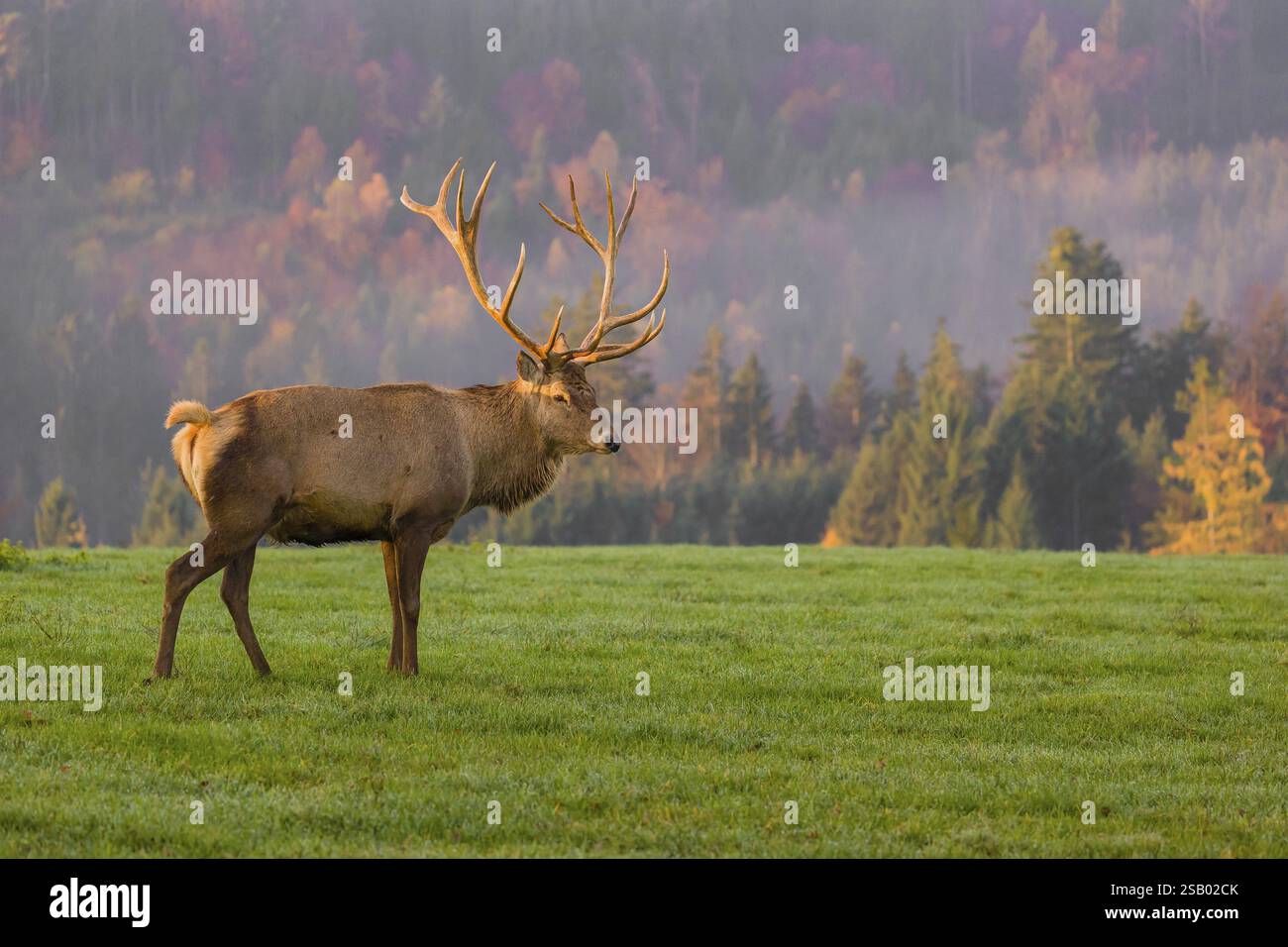 An Altai maral stag, Altai wapiti or Altai elk (Cervus canadensis ...