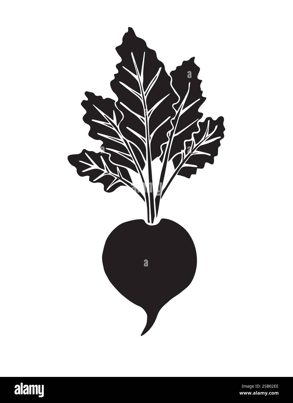 Vector hand drawn doodle sketch black beet root isolated on white ...