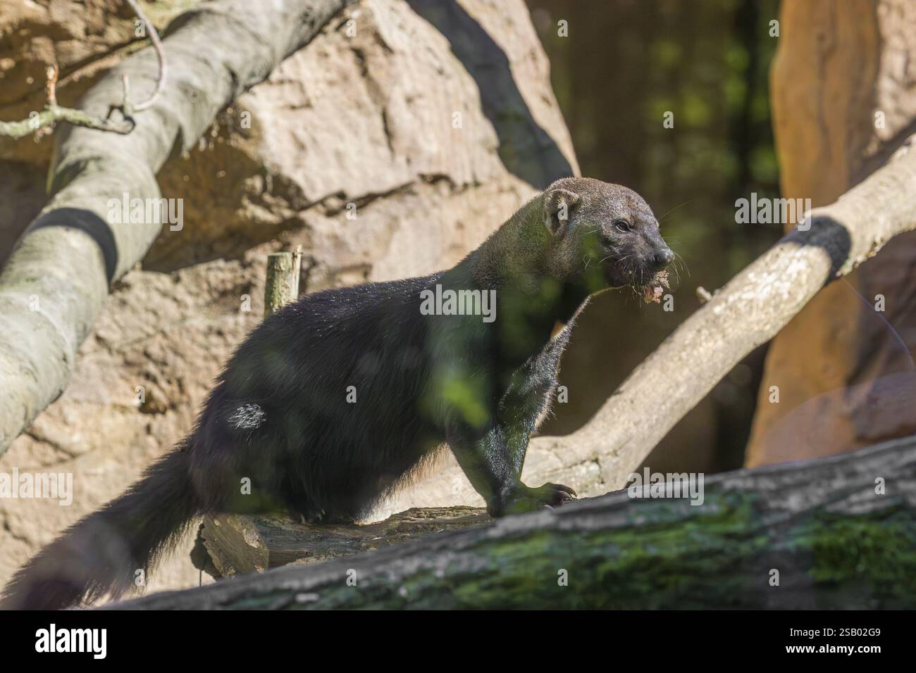 A Tayra (Eira barbara) stands on a fallen tree and eats something Stock ...