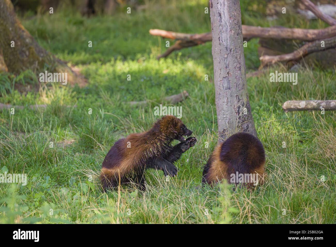Two wolverine (Gulo gulo) fight each other on a green meadow at a ...
