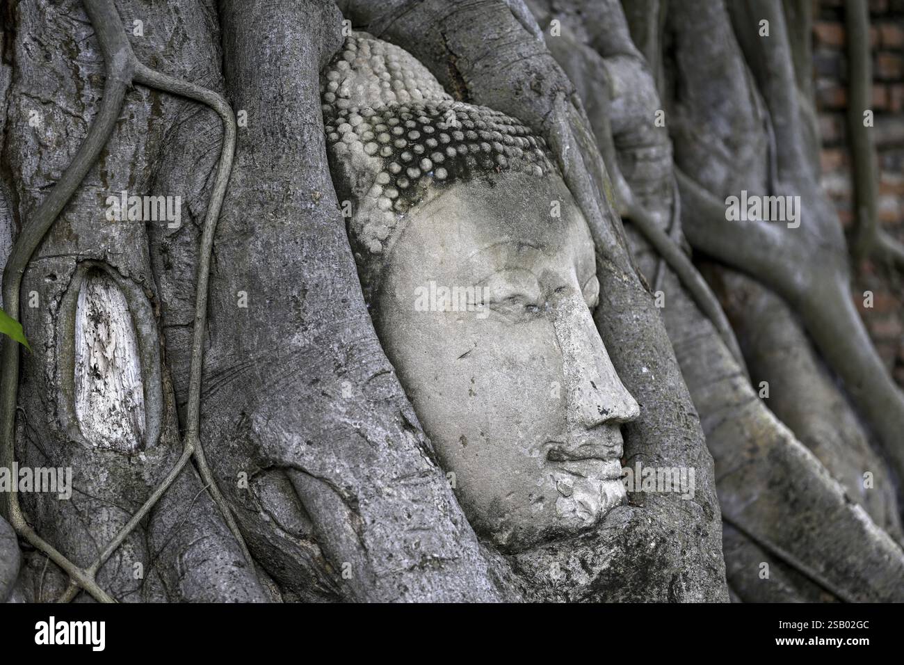 Sandstone Buddha head at the foot of a Bodhi tree in Wat Mahathat ...