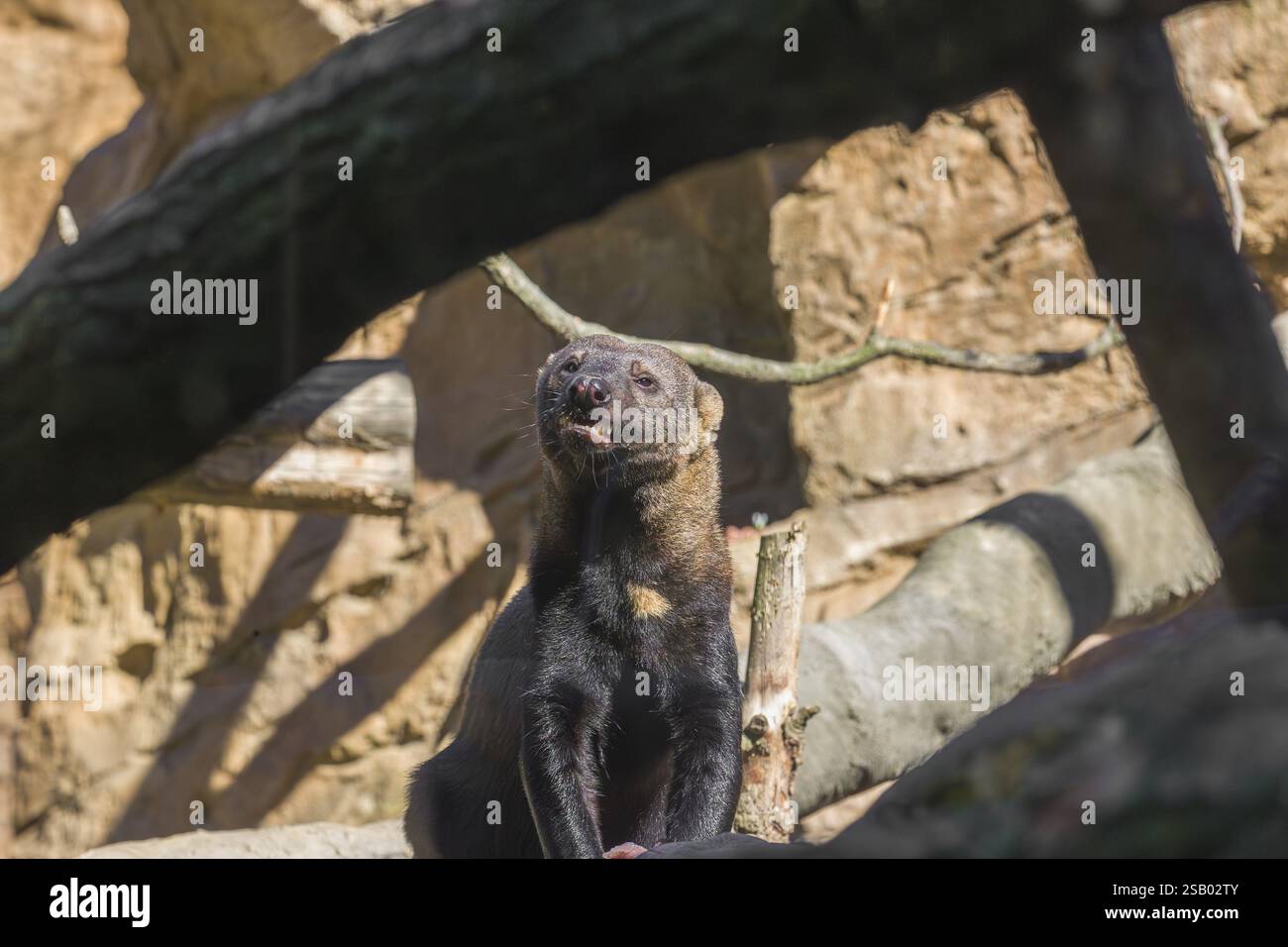 A Tayra (Eira barbara) stands on a fallen tree and eats something Stock ...