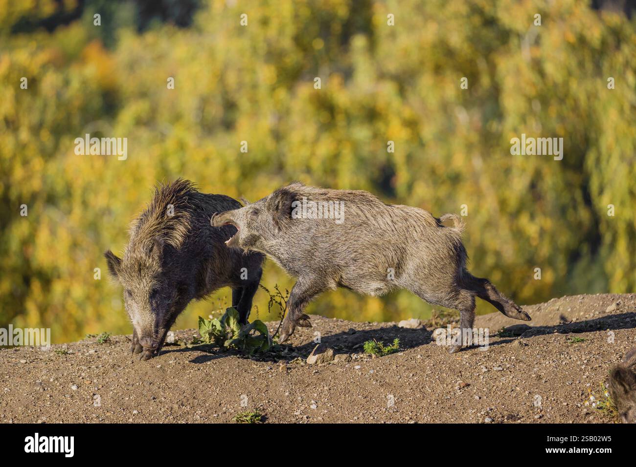 Two wild boars or wild pigs (Sus scrofa) fight in a clearing on hilly ...