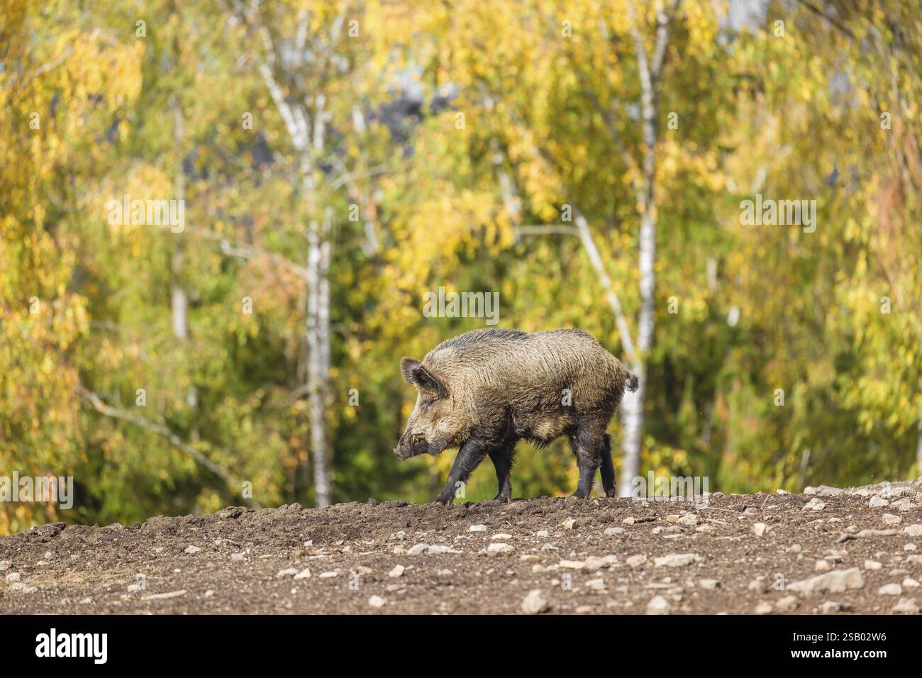 A wild boar or wild pig (Sus scrofa), runs across a clearing in hilly ...