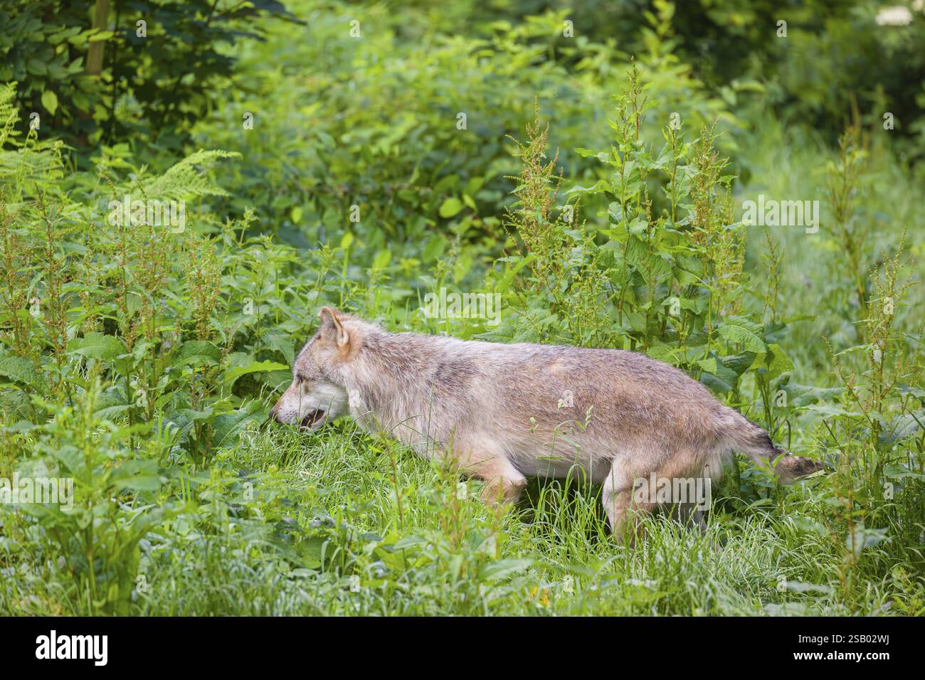 An adult male gray wolf (Canis lupus lupus) runs across a green meadow ...