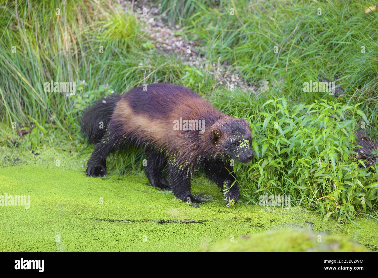 A wolverine, (Gulo gulo), stands in the water of a small pond, covered ...