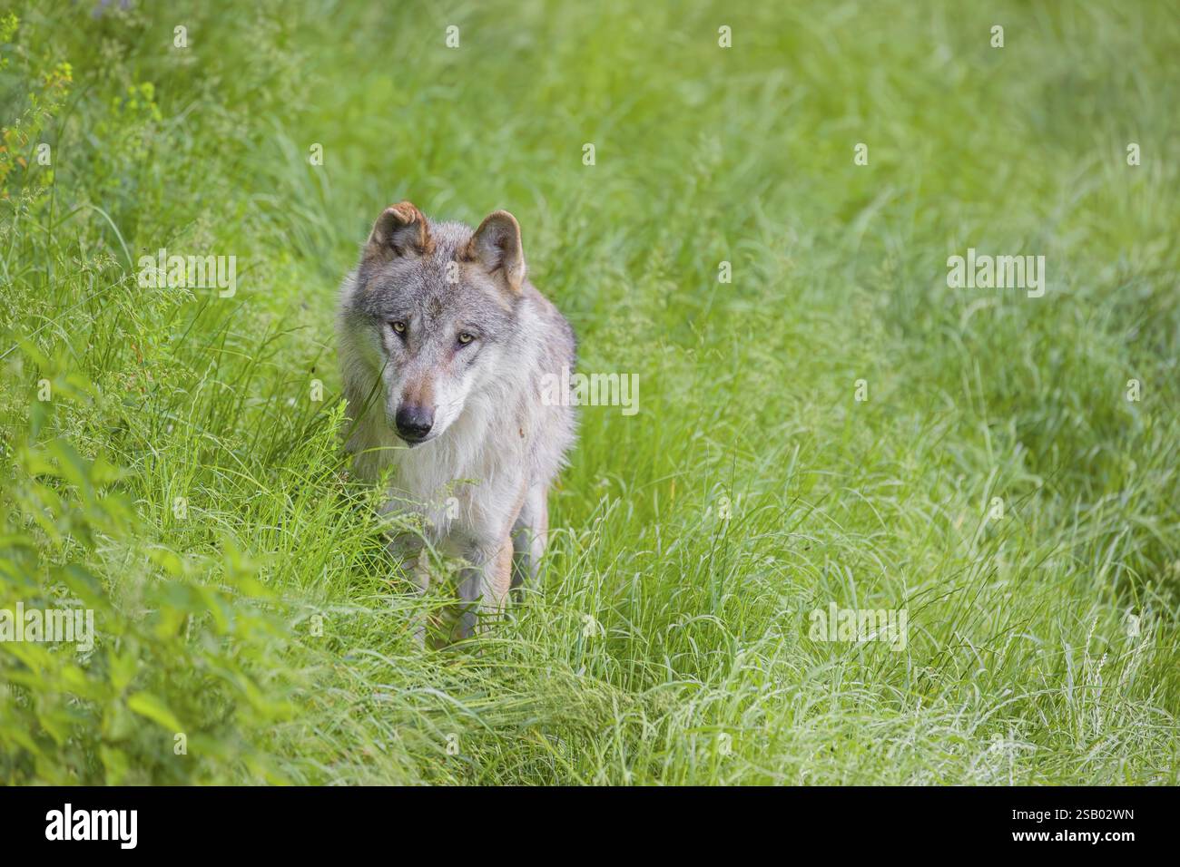 An adult male gray wolf (Canis lupus lupus) runs across a green meadow ...