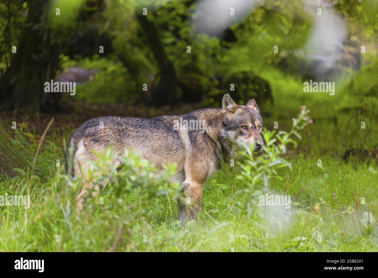 An adult male eurasian gray wolf (Canis lupus lupus) stands at the edge ...